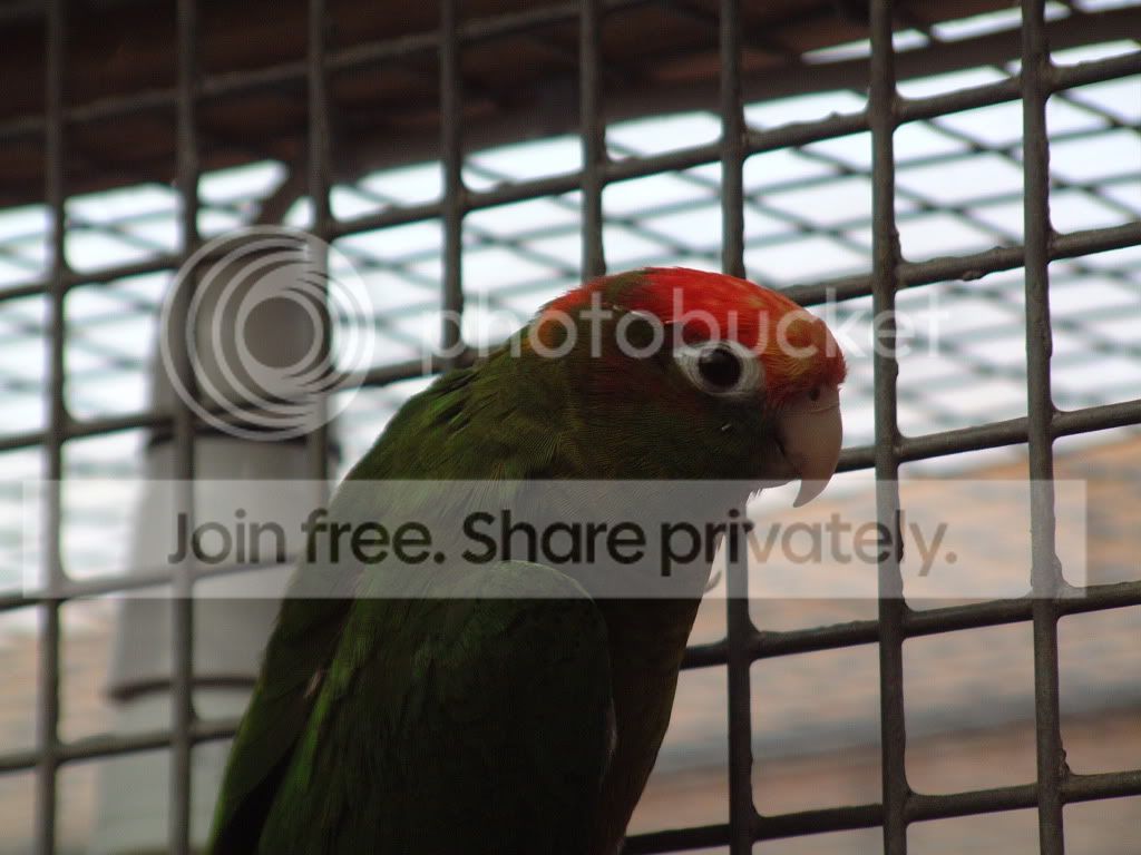 hand reared rose crowned conures(notts) | Reptile Forums