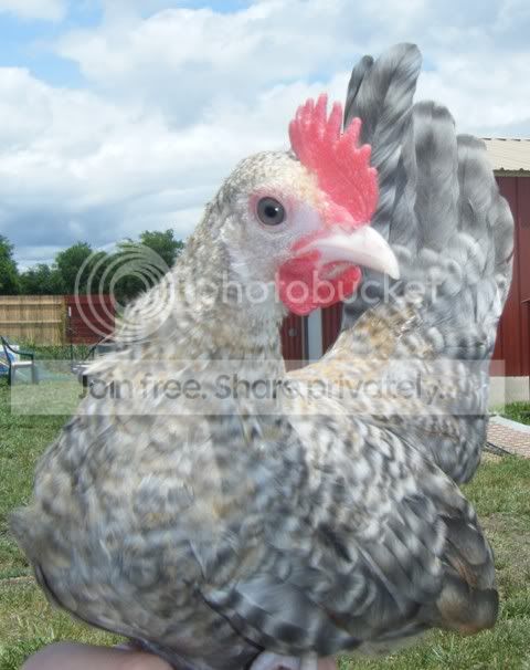 Crele Bantam Chickens | BackYard Chickens - Learn How to Raise Chickens