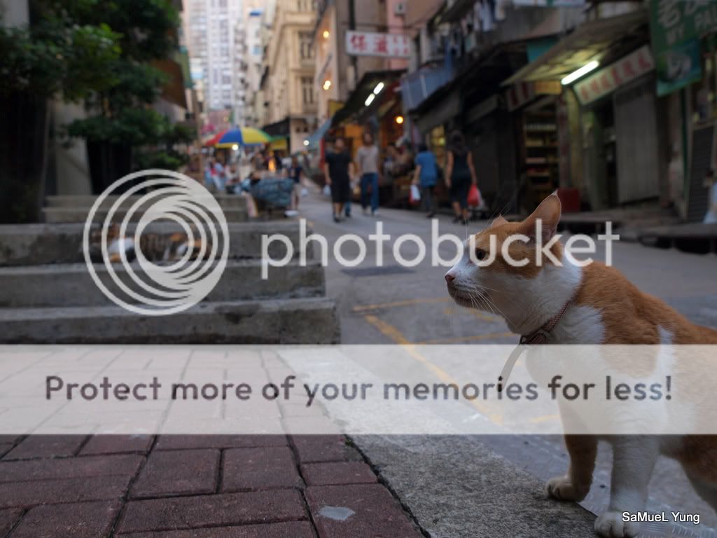 Hong Kong's Cats | SkyscraperCity Forum