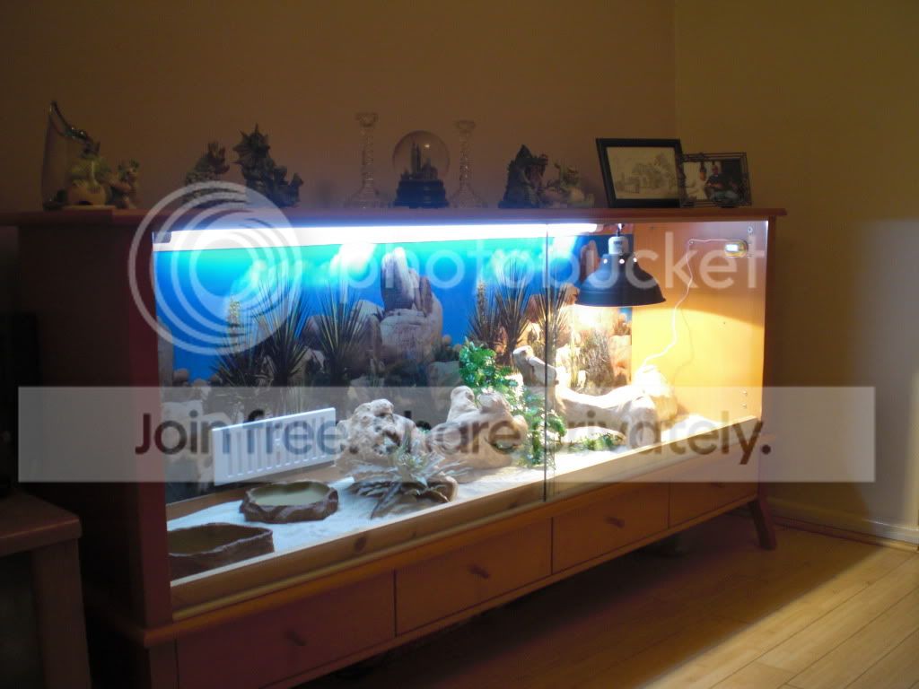 Converted sideboard Vivarium | Reptile Forums
